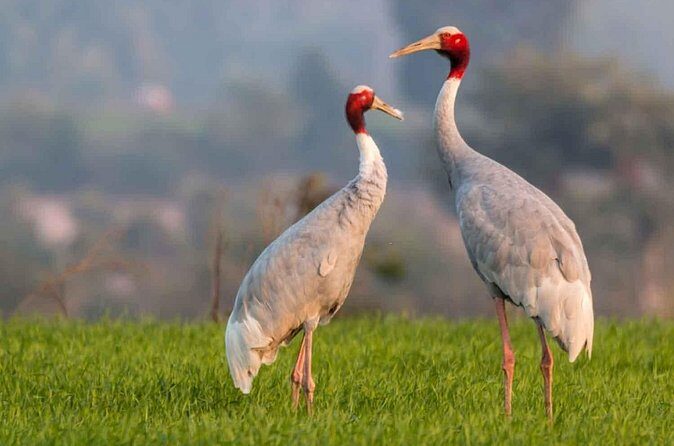 Full Day Bharatpur Bird Sanctuary with Fatehpur Sikri - Traveler Feedback and Insights