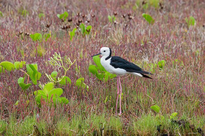 Full Day Birdlife Tour in Bribie Island - The Practicalities: What the Tour Offers