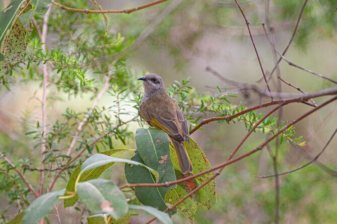 Full Day Birdlife Tour in Bribie Island - Who Will Love This Tour?