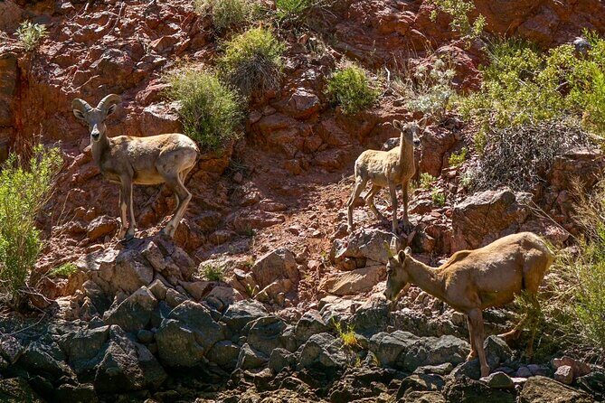 Full Day Black Canyon Narrows Kayak Adventure - Key Points