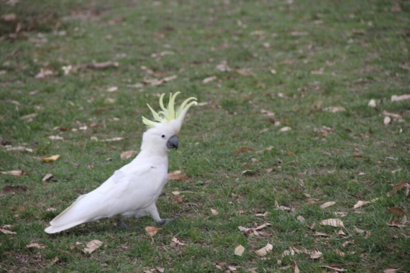 Full Day Blue Mountains with an Italian Touch Bilingual tour - Who Would Love This Tour?