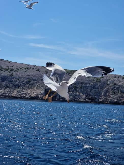 Full day boat-trip Medulin, blue Cave, Cres + dolphin search - The Experience in Detail