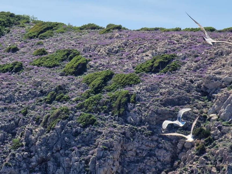 Full day boat-trip Medulin, blue Cave, Cres + dolphin search - Final Thoughts