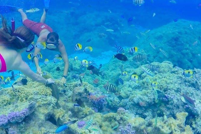 Full-Day Bora Bora Lagoon Cruise Including Snorkeling with Sharks and Stingrays - Journey Through Bora Bora’s Lagoon: What to Expect