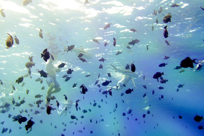 Full-Day Bora Bora Lagoon Cruise Including Snorkeling with Sharks and Stingrays - Manta Ray Sightings and Coral Gardens