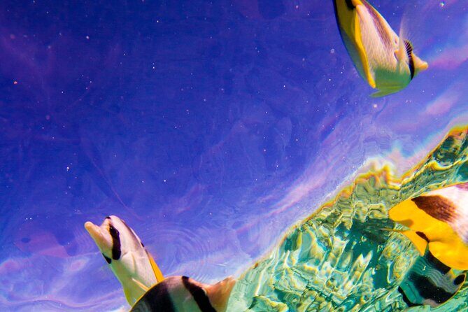 Full-Day Bora Bora Lagoon Cruise Including Snorkeling with Sharks and Stingrays - End of Day and Reflection