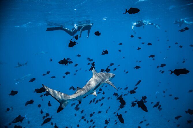 Full-Day Bora Bora Lagoon Cruise Including Snorkeling with Sharks and Stingrays - Practical Considerations