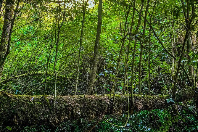 Full Day Bromeliad Forest Tour from Oaxaca - Exploring the Full Day Bromeliad Forest Tour from Oaxaca