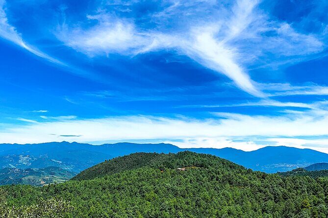 Full Day Bromeliad Forest Tour from Oaxaca - What You Can Expect from the Itinerary