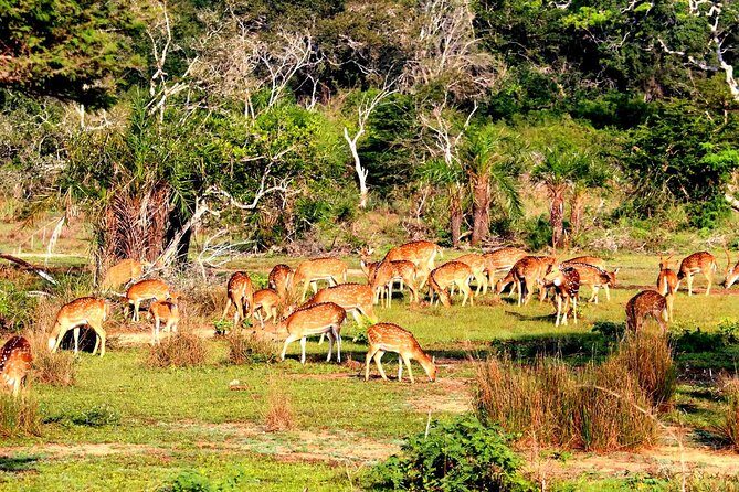 Full Day Bundala Safari with Picnic Lunch from Hambantota Harbour - Detailed Review: The Charm and Practicalities of the Bundle