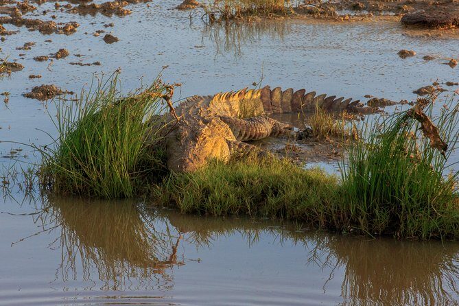 Full Day Bundala Safari with Picnic Lunch from Hambantota Harbour - Authentic Experiences and Practical Tips