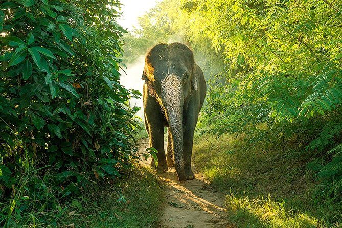 Full Day Bundala Safari with Picnic Lunch from Hambantota Harbour - Who Would Love This Tour?