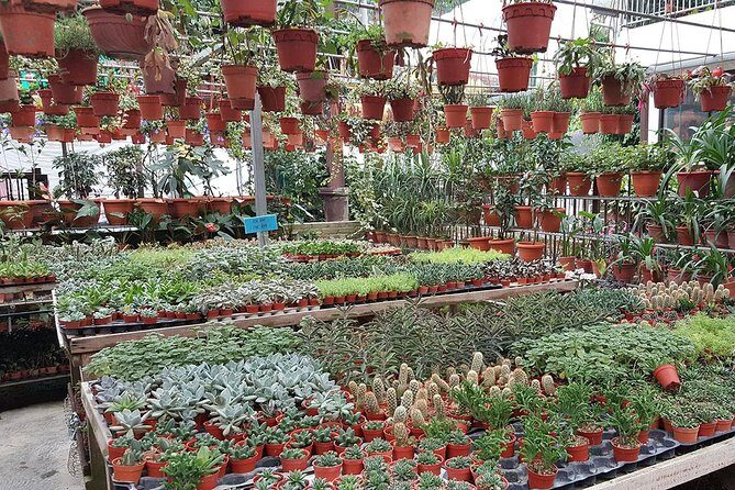 Full-day Cameron Highlands & Batu Caves Tour from Kuala Lumpur - Dining and Market Experience