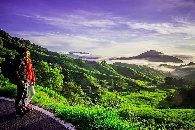 Full-day Cameron Highlands Day Trip from Kuala Lumpur - Who Is This Tour Best For?