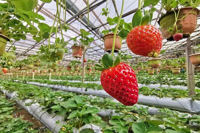 Full-day Cameron Highlands Day Trip from Kuala Lumpur - Who Will Get the Most from This Tour?