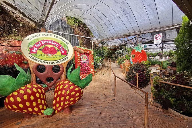 Full-day Cameron Highlands Day Trip from Kuala Lumpur - Final Thoughts