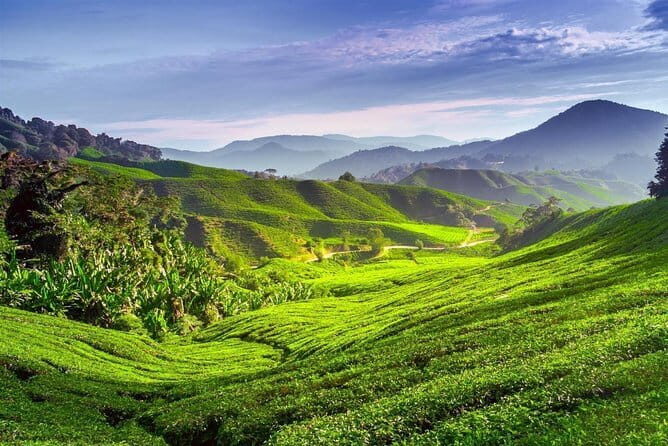 Full-day Cameron Highlands Tour - Key Points