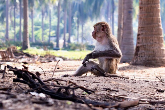 Full-day Can Gio Eco Escape And Wildlife Discovery - Climbing Tang Bong Tower: Sweeping Views & Photo Ops