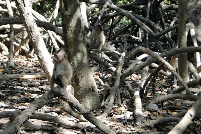 Full-day Can Gio Eco Escape And Wildlife Discovery - Sailing Through the Mangroves to the Rung Sac Guerrilla Base