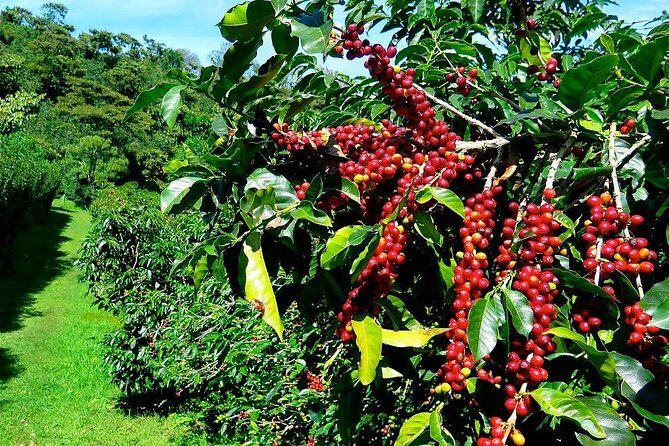 Full Day Car Tour Excursion Dalat ( Minimum 4 guest) - What Travelers Say