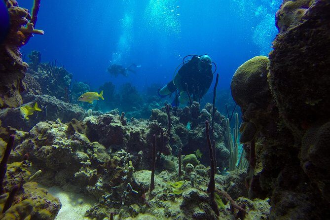 Full-Day Catalina Island Scuba Diving Tour from La Romana - An Honest Look at the Experience