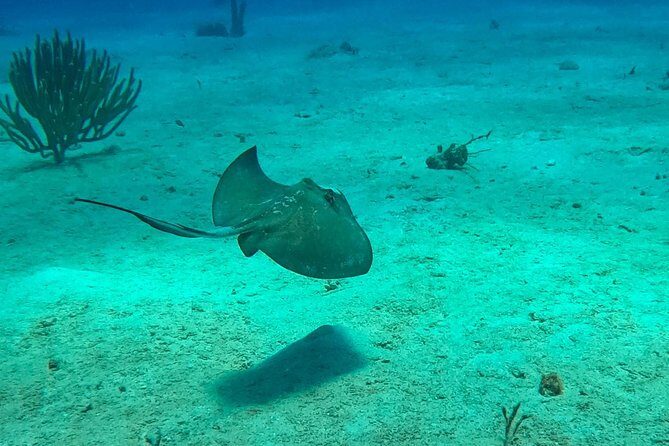 Full-Day Catalina Island Scuba Diving Tour from La Romana - FAQ