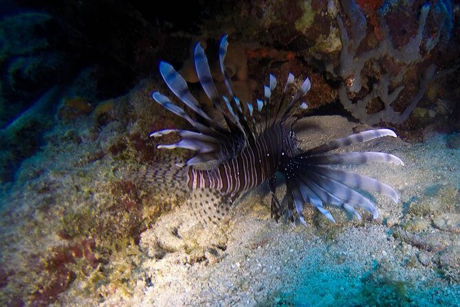 Full-Day Catalina Island Scuba Diving Tour from Punta Cana - FAQs