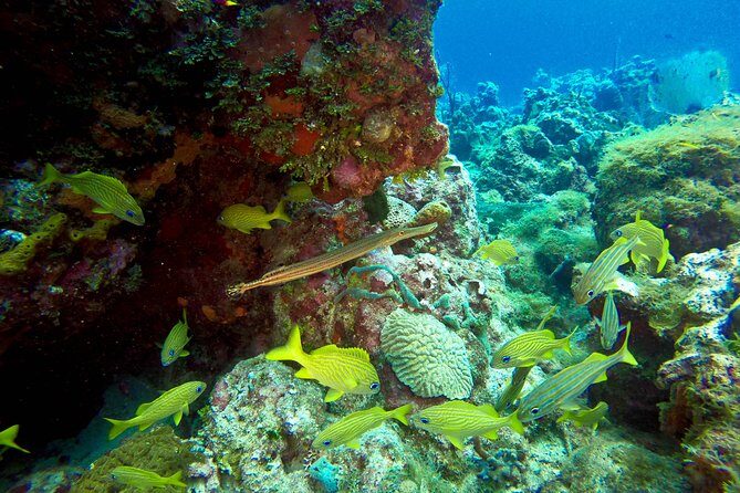 Full-Day Catalina Island Scuba Diving Tour from Punta Cana - Final Words