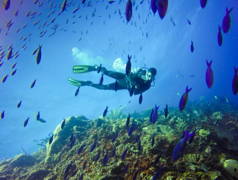 Full-Day Catalina Island With Scuba Diving - Free Time on Catalina Island