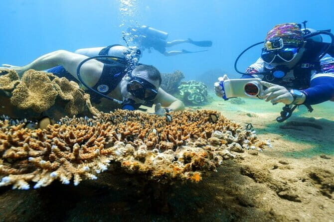 Full-Day Cham Island Snorkeling Tour from Da Nang & Hoi An - Key Points