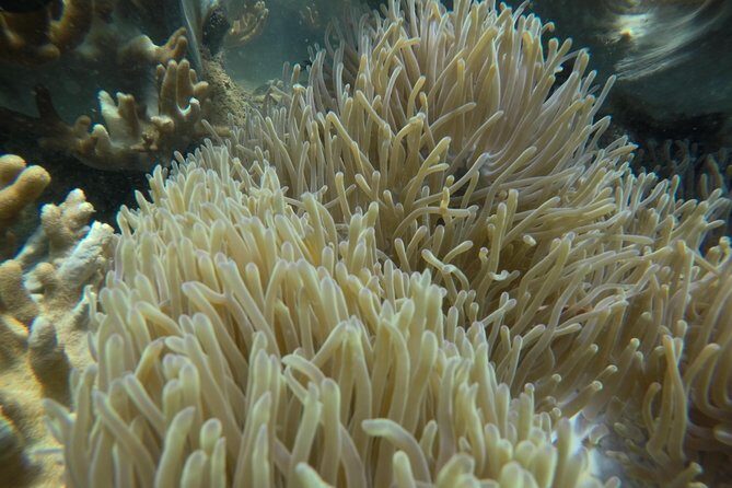 Full-day Cham Islands Cruise from Hoi An with Underwater Walking Excursion - FAQ