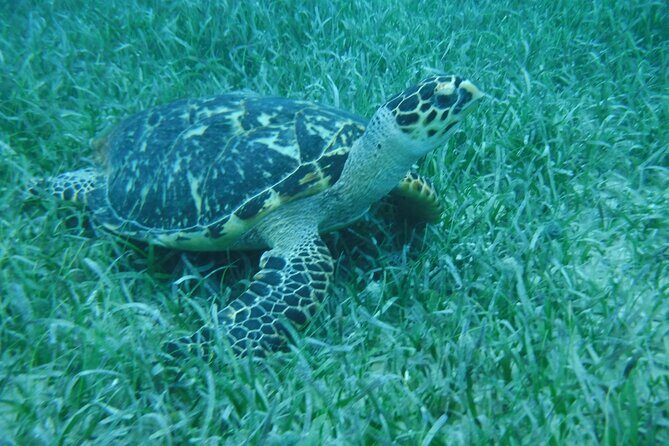 Full Day Charter from Fajardo to Culebra - The True Value of this Tour