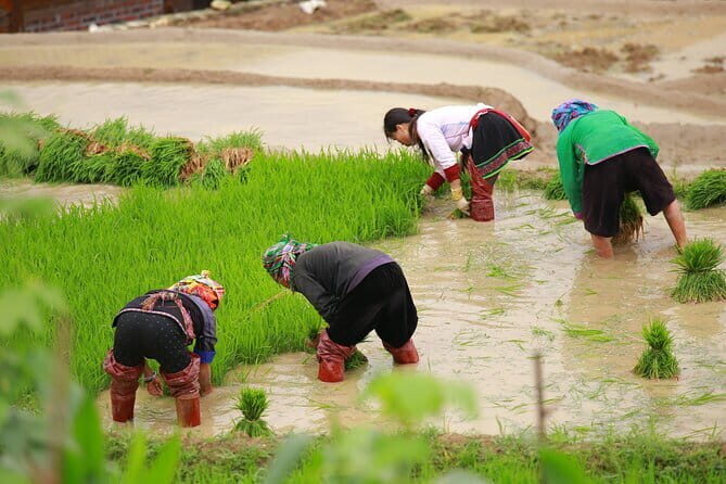 Full Day Cultural Tour in Sapa Terraces - Why You Should Consider This Tour