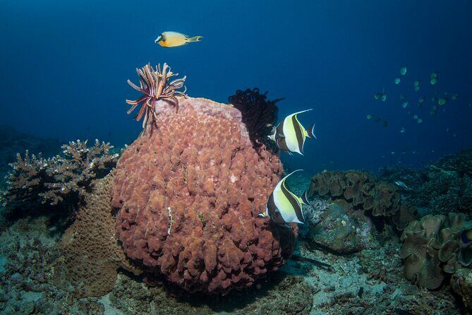 Full-Day Discover Scuba Diving Tour for Beginners in Tulamben - FAQ