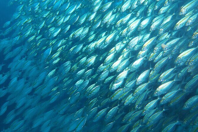 Full Day Diving Activity in Thailand with Lunch - An Honest Look at the Value