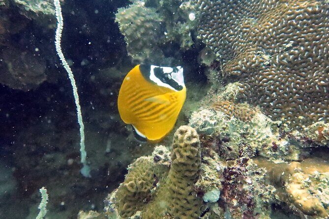 Full Day Diving Activity in Thailand with Lunch - Final Thoughts