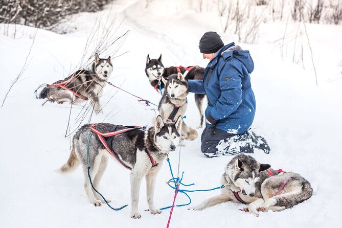 Full Day "Drive Your Own Dog Team" Dog Sledding Tour - What the Tour Entails