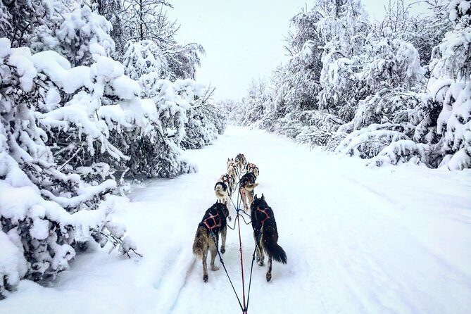 Full Day "Drive Your Own Dog Team" Dog Sledding Tour - Detailed Breakdown of the Itinerary