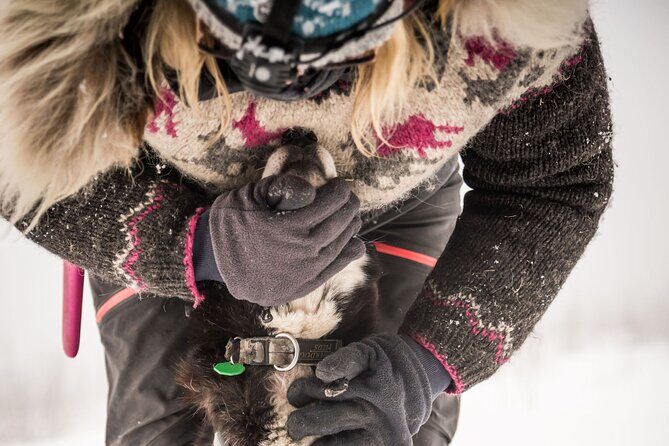 Full Day "Drive Your Own Dog Team" Dog Sledding Tour - Authenticity and Safety