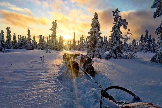 Full Day "Drive Your Own Dog Team" Dog Sledding Tour - Who Will Love This Tour?