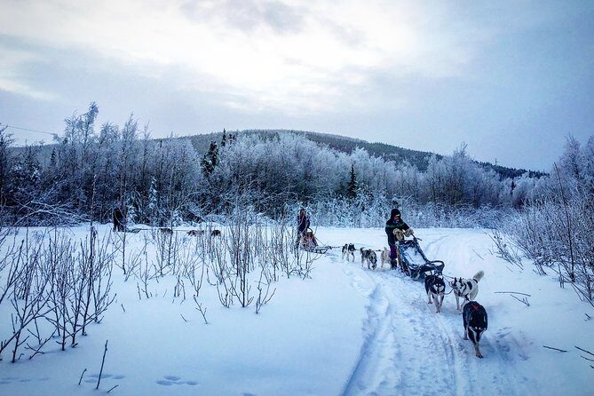 Full Day "Drive Your Own Dog Team" Dog Sledding Tour - The Sum Up