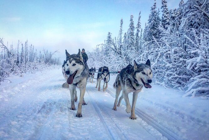 Full Day "Drive Your Own Dog Team" Dog Sledding Tour - FAQ