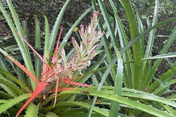 Full Day Eastern Island Tour - What’s Included and What to Bring