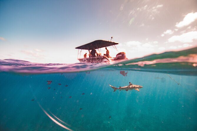 Full Day Eco Snorkeling & Traditional BBQ Lunch on a Motu - Who Will Love This Tour?