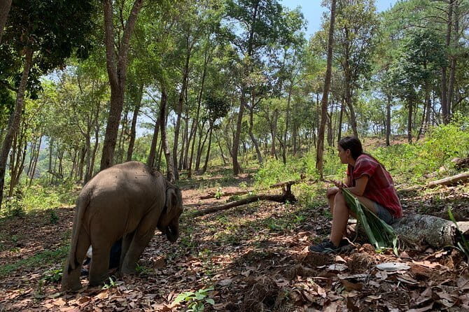 Full Day Elephant Bathing and Bamboo Rafting Tour in Chiang Mai - The Sum Up