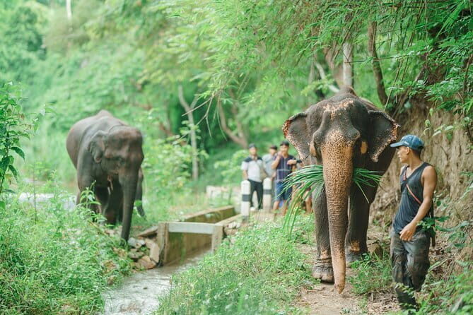 Full Day Elephant Sanctuary Mahout Experience - An Honest Look at the Full Day in Chiang Mais Elephant Sanctuary