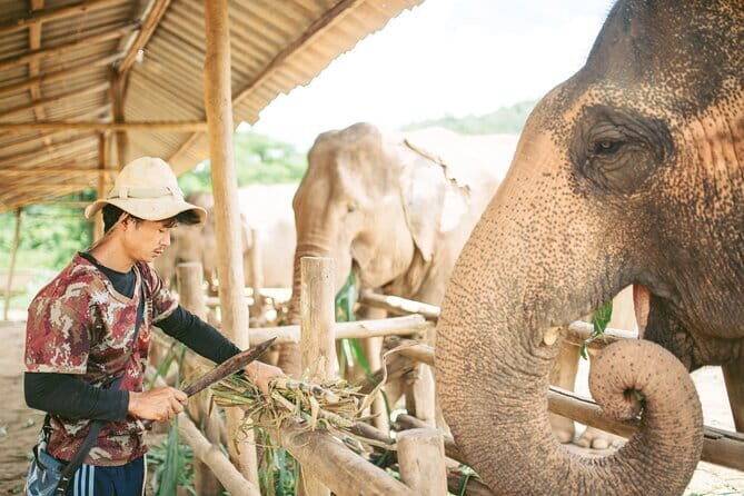 Full Day Elephant Sanctuary Mahout Experience - The Sum Up