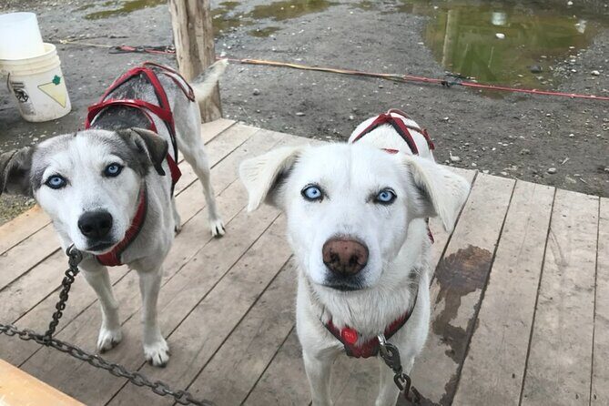 Full Day Emerald Lake Tour with or without Huskies - Introduction