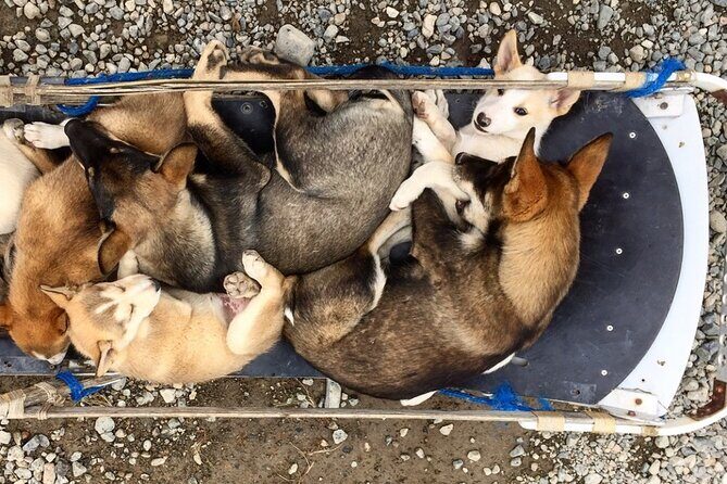 Full Day Emerald Lake Tour with or without Huskies - The Sum Up