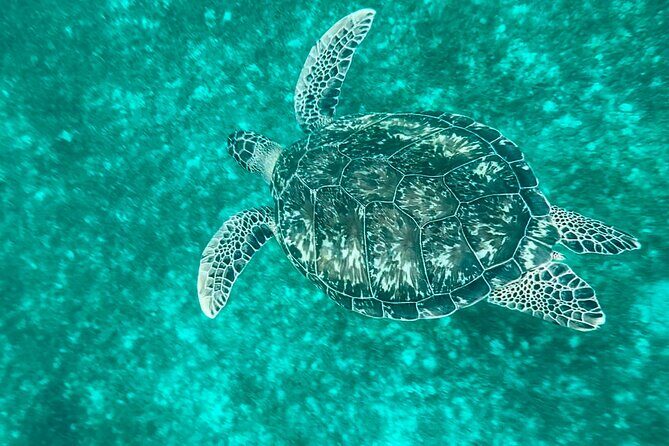 Full day EN Catamaran Martinique Dolphins and Turtles - Practical Details & Tips